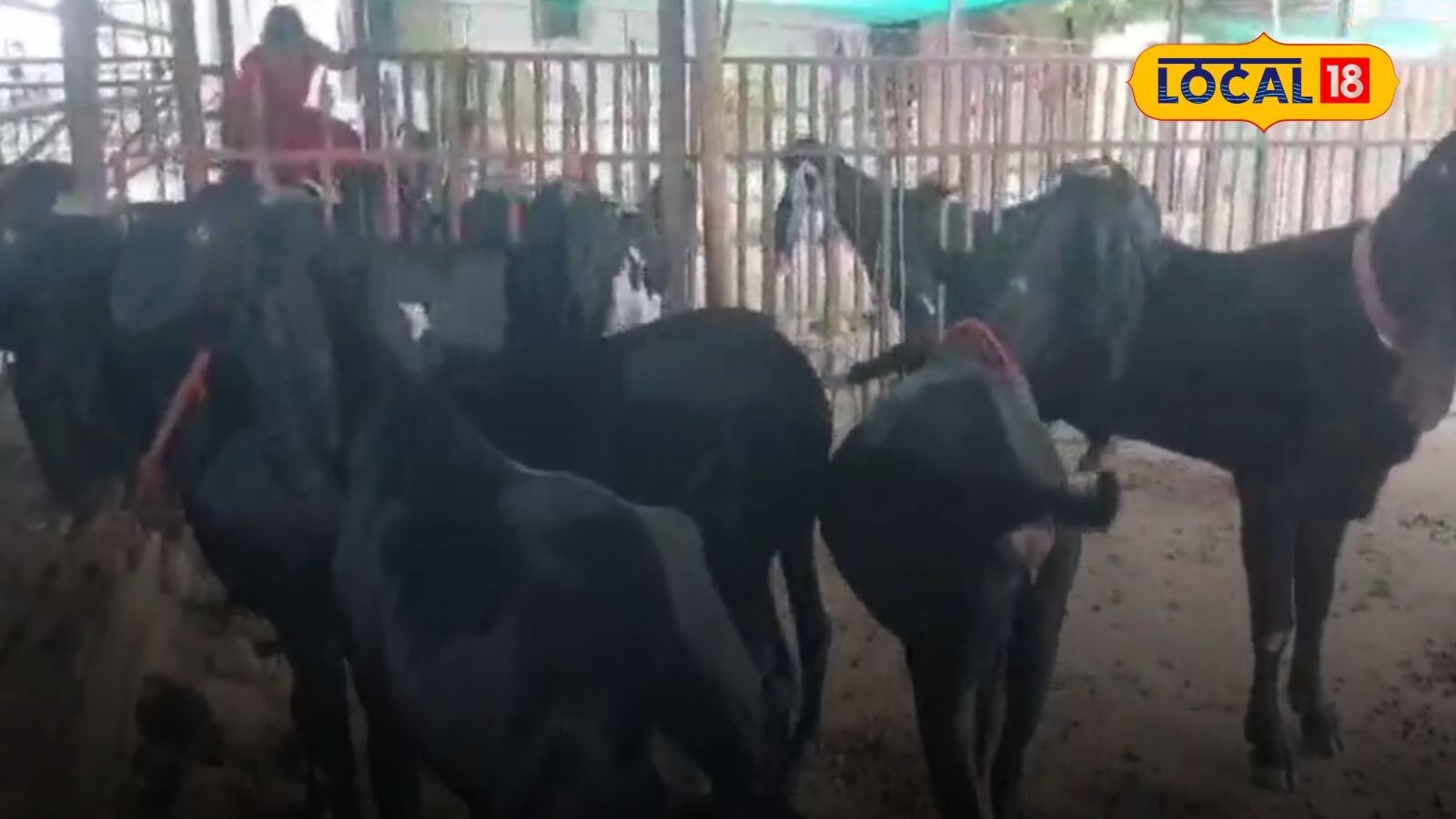 Failed Class 10, Started Goat Farming; Now Earns Up To Rs 30 Lakh A Year