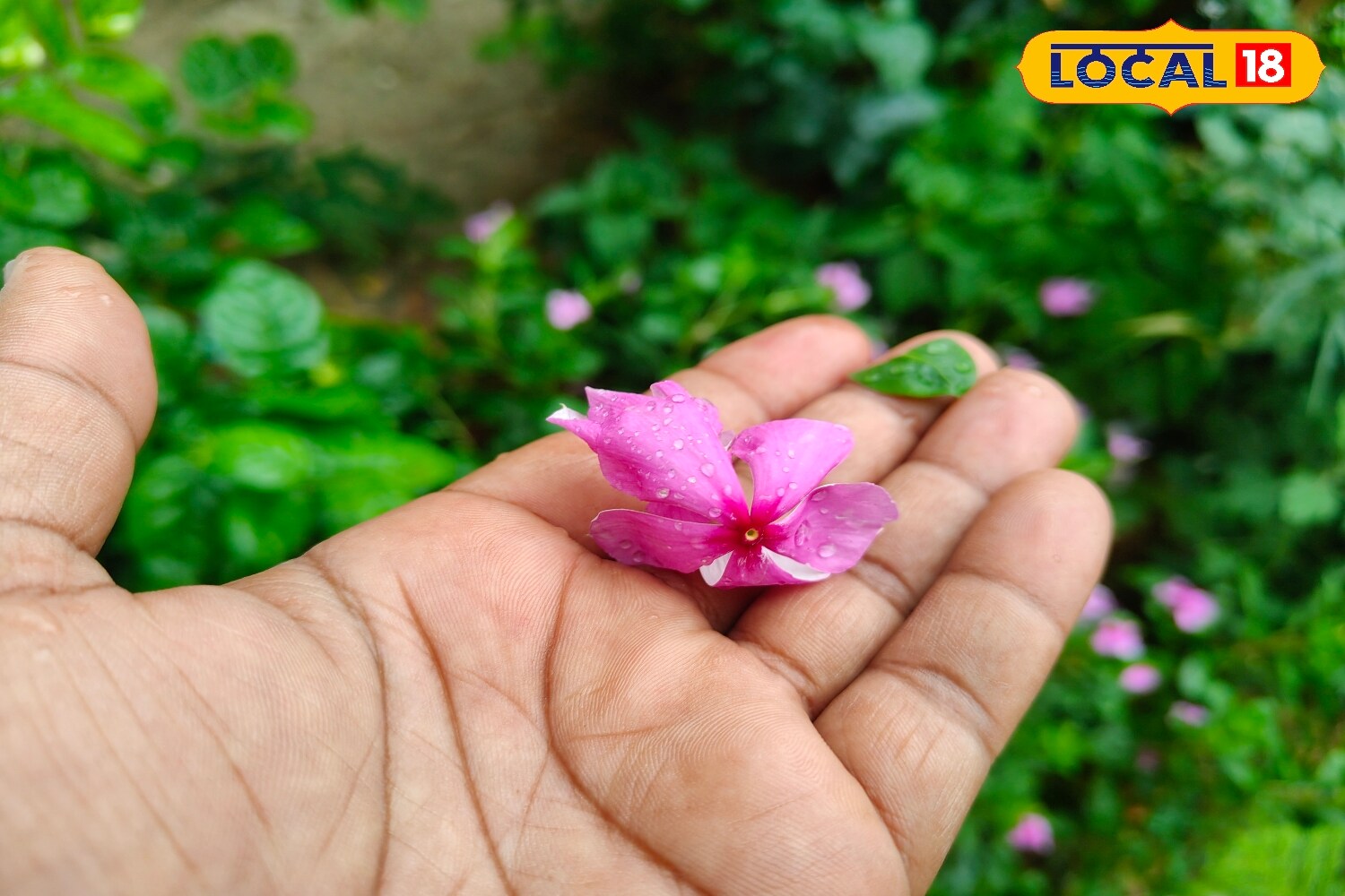 The Pink Flower In Your Garden Could Be A Hidden Treasure For Diabetes ...