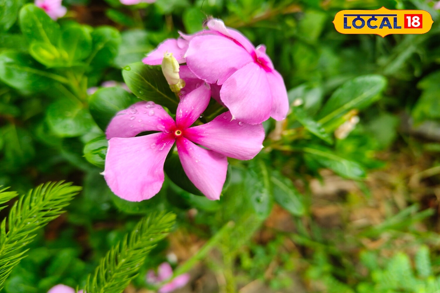The Pink Flower In Your Garden Could Be A Hidden Treasure For Diabetes ...