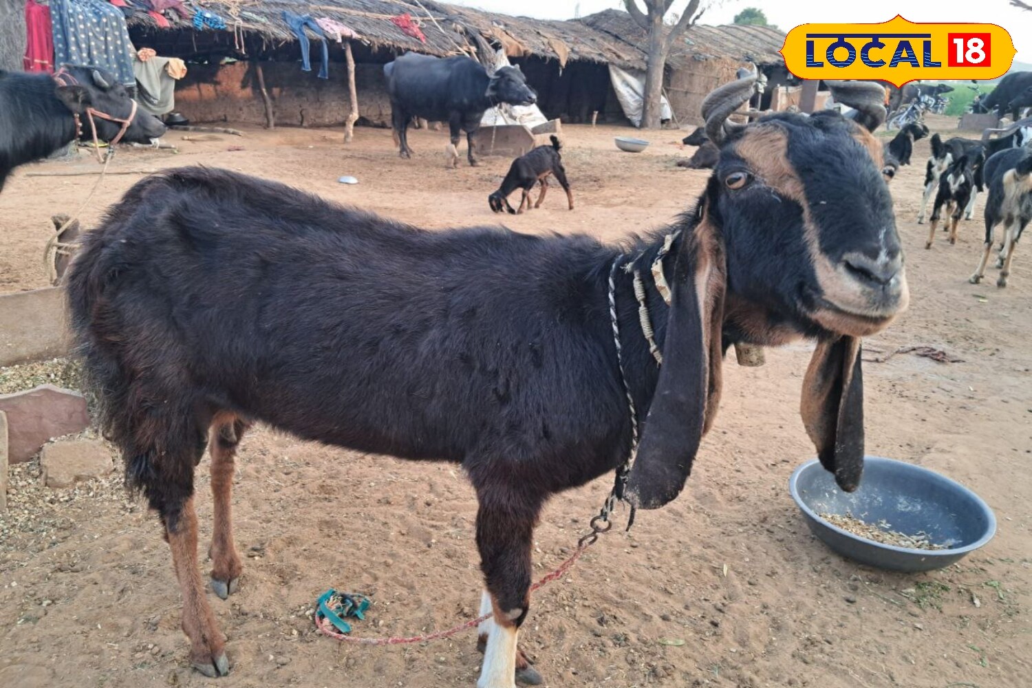 This Rajasthan Goat Breed Is Quietly Making Farmers Rich - Here's Why
