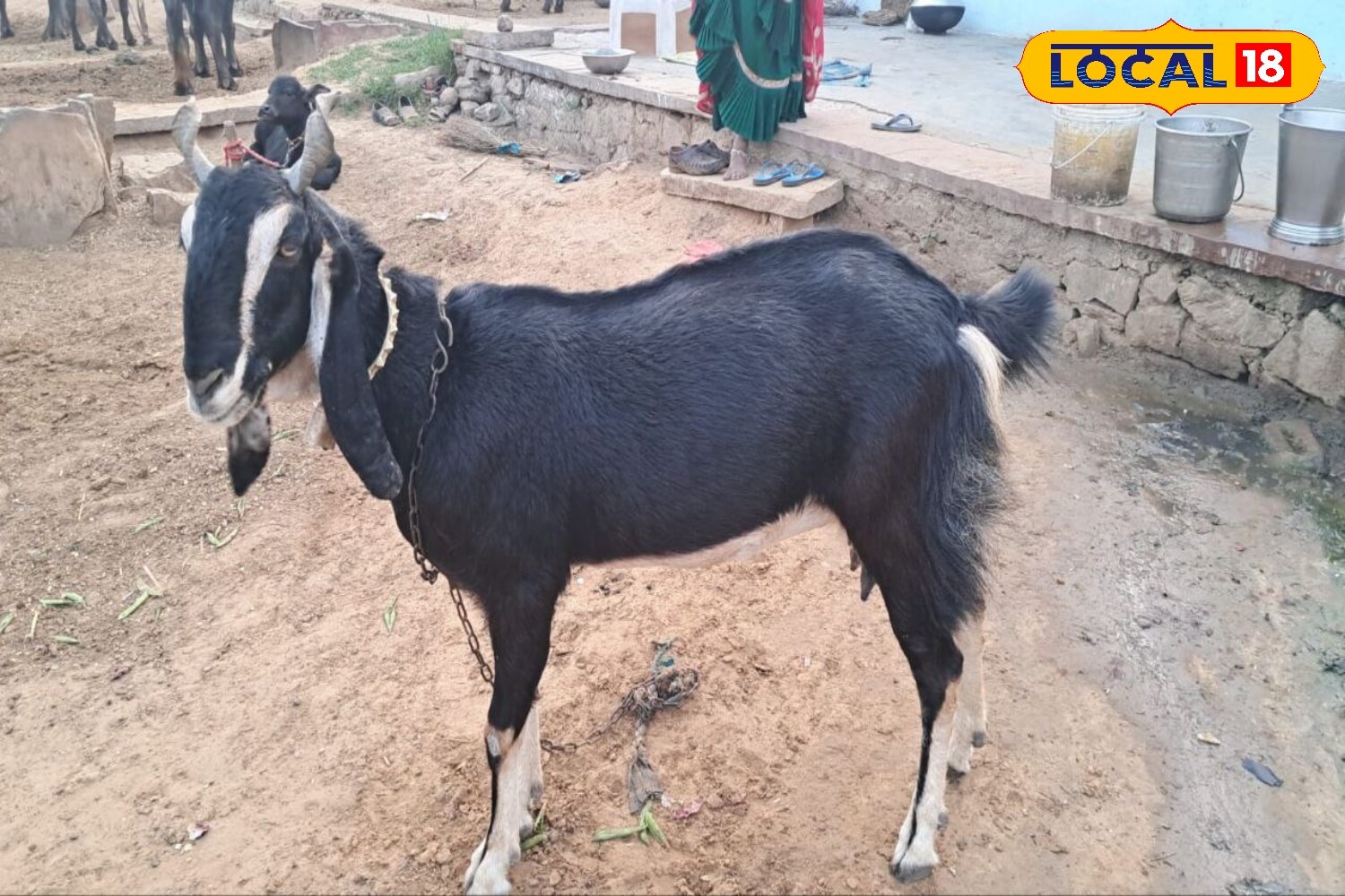 This Rajasthan Goat Breed Is Quietly Making Farmers Rich - Here's Why