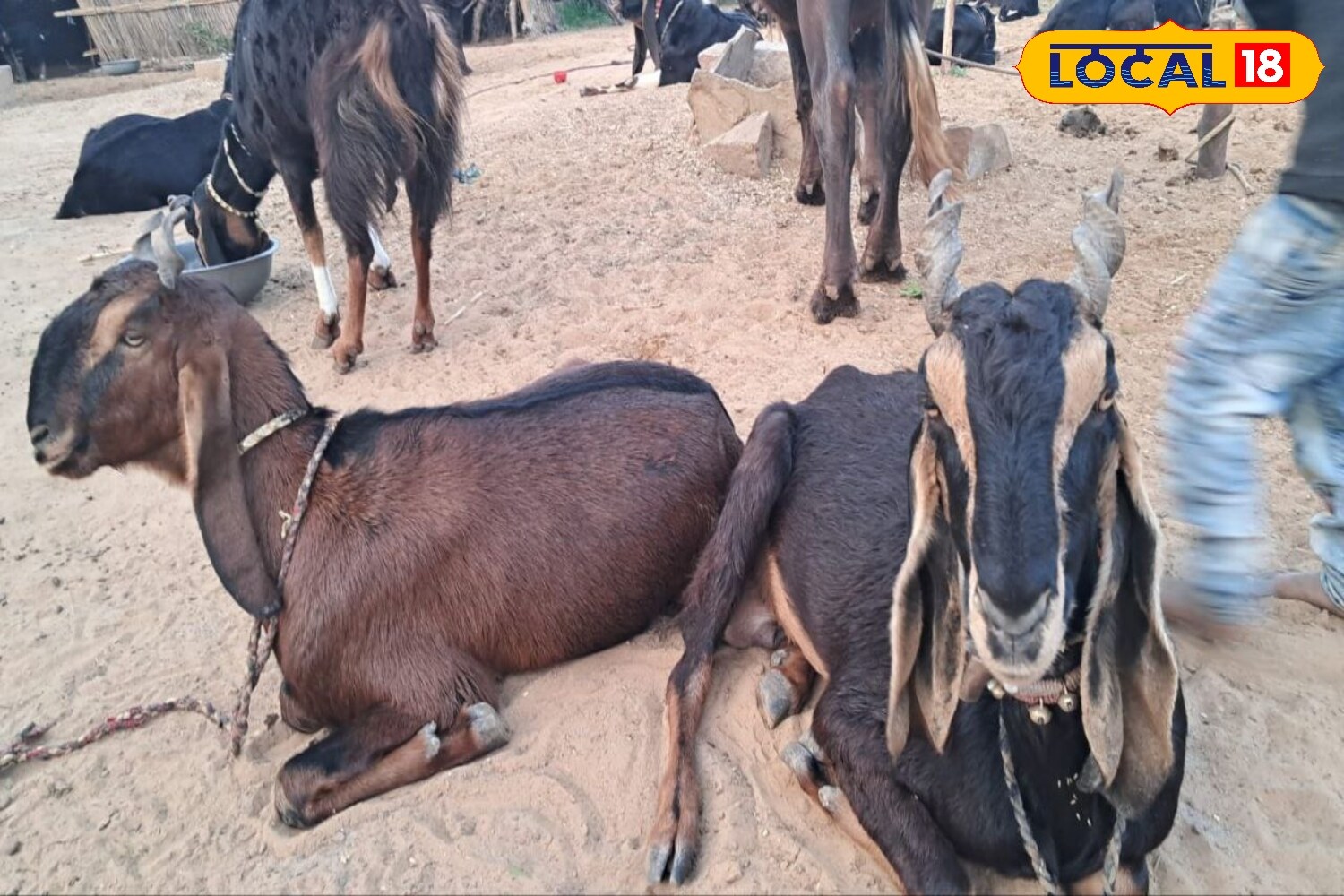 This Rajasthan Goat Breed Is Quietly Making Farmers Rich - Here's Why