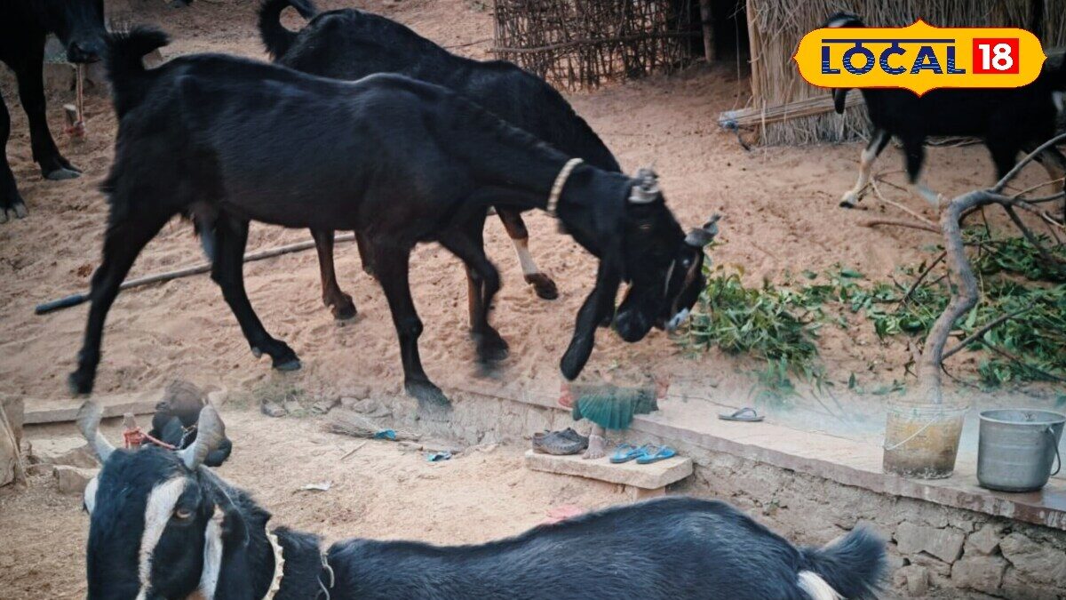 This Rajasthan Goat Breed Is Quietly Making Farmers Rich - Here's Why