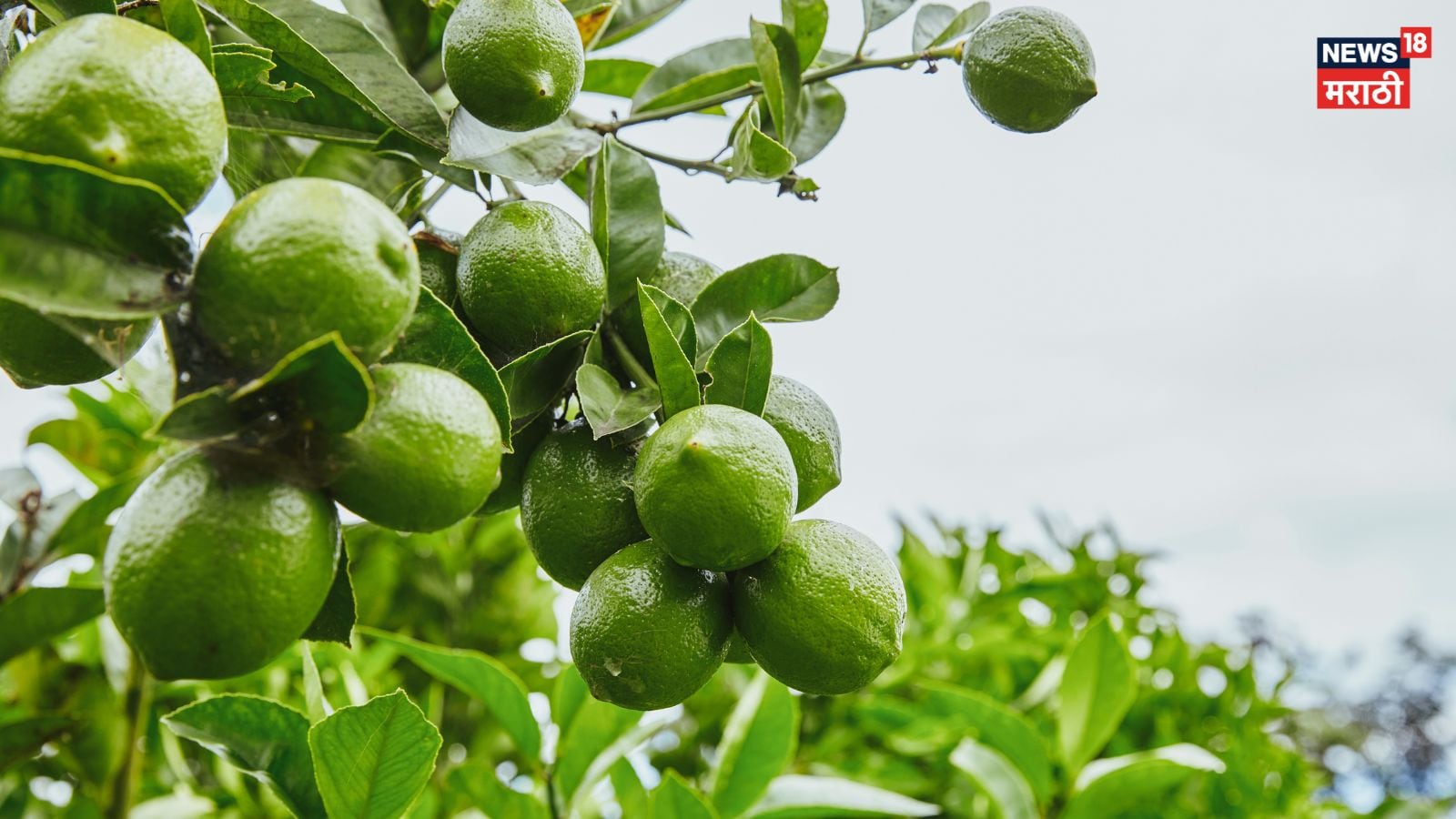Lemon Vs Lime: What Is The Difference And When Should You Use Each?