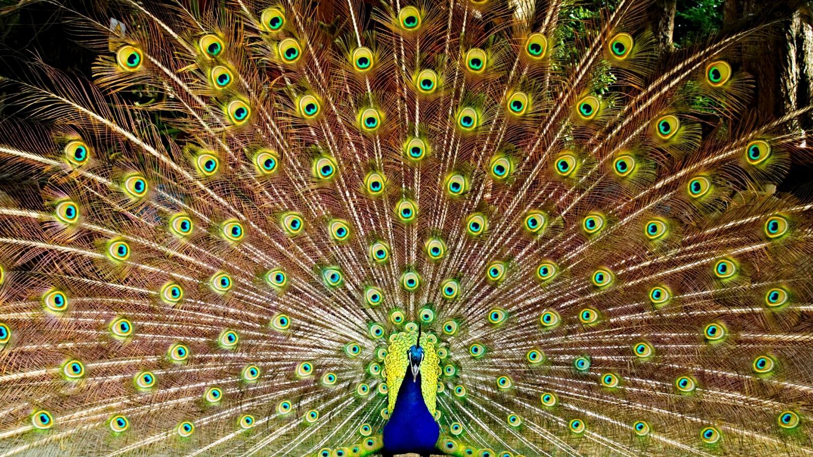 GK: Why Do Peacocks Dance When It Rains? The Real Reason Is Not What ...