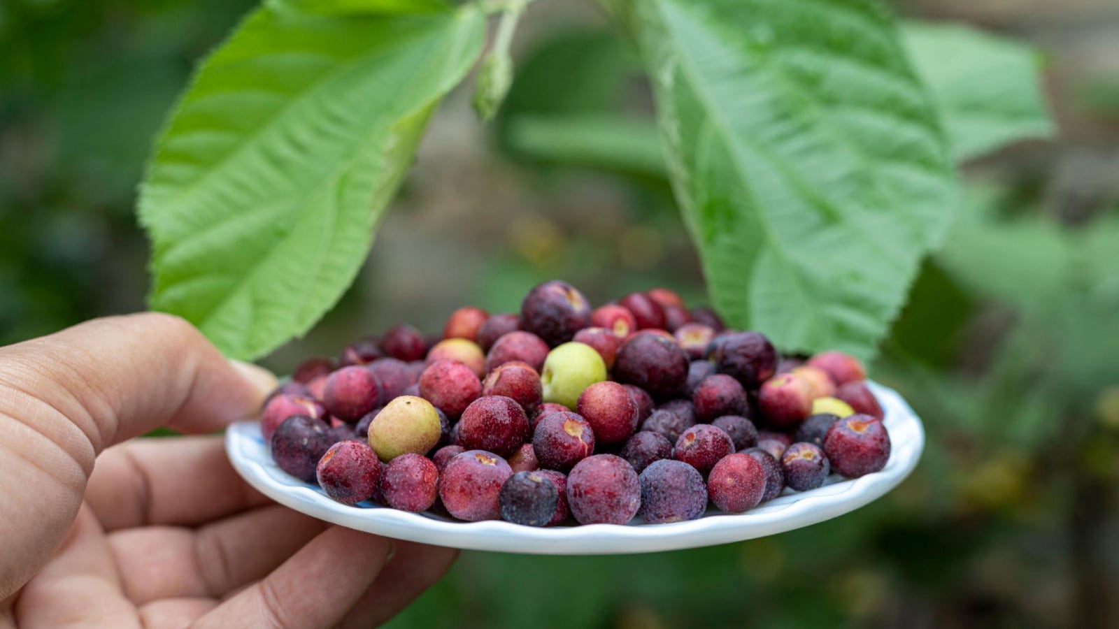 The Monsoon Super-Berries Your Immune System Is Begging For This Rainy ...