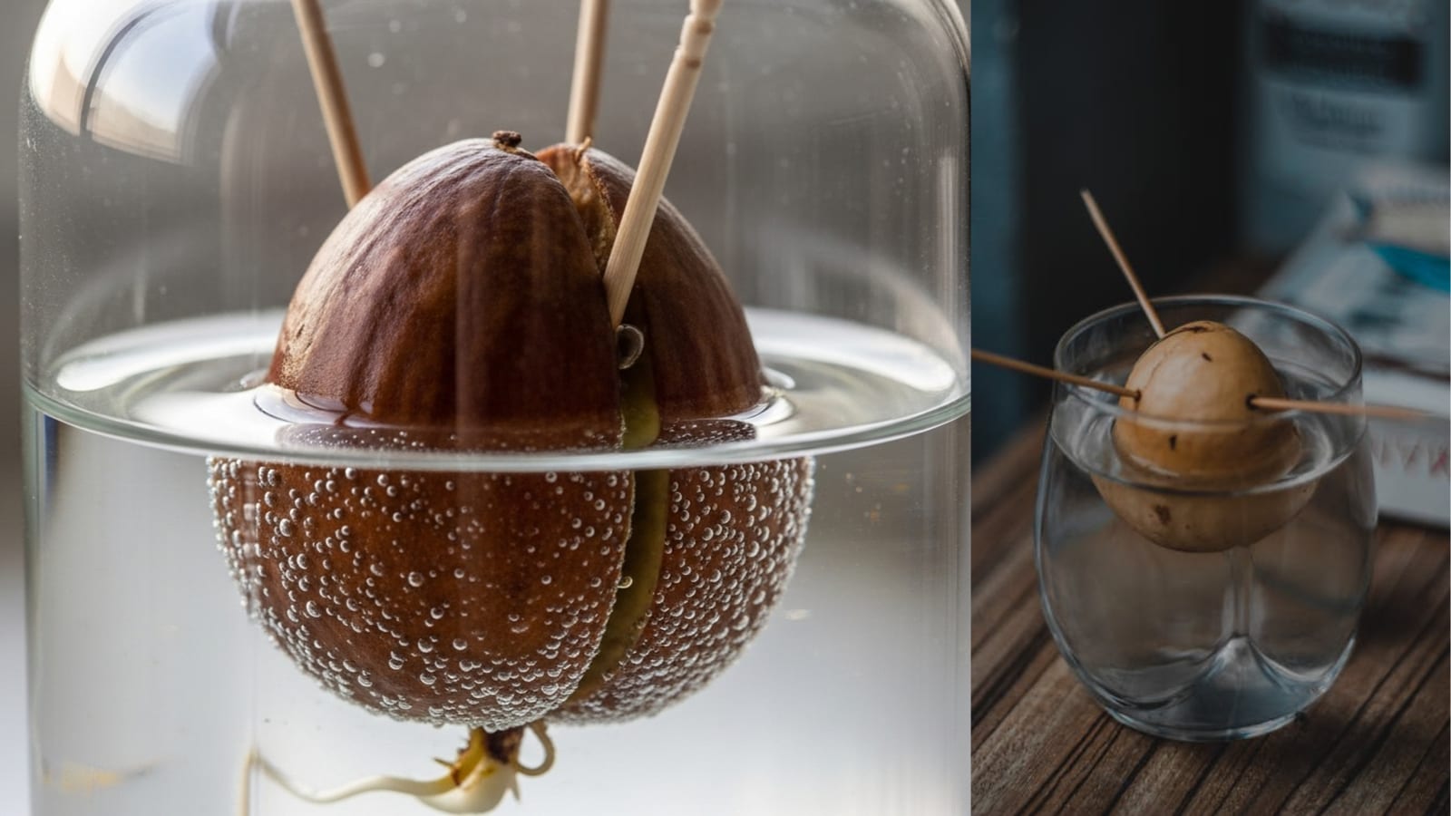 How to Grow Your Own Avocado Tree From A Seed At Home
