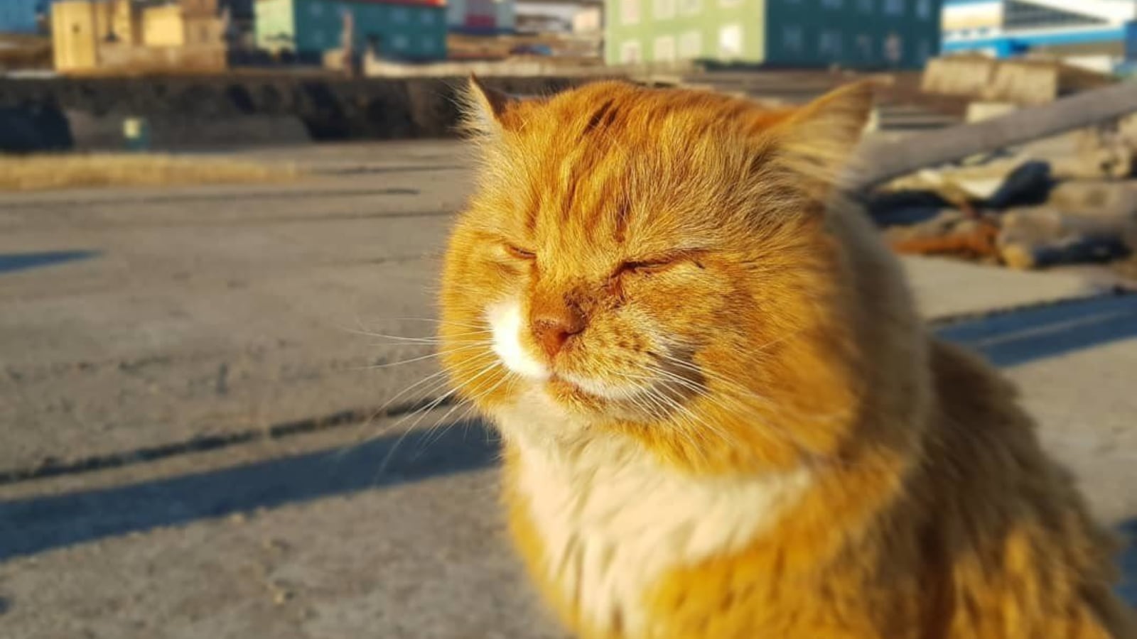 Meet Kesha, The Lone Cat Living On An Island Where Cats Are Officially ...