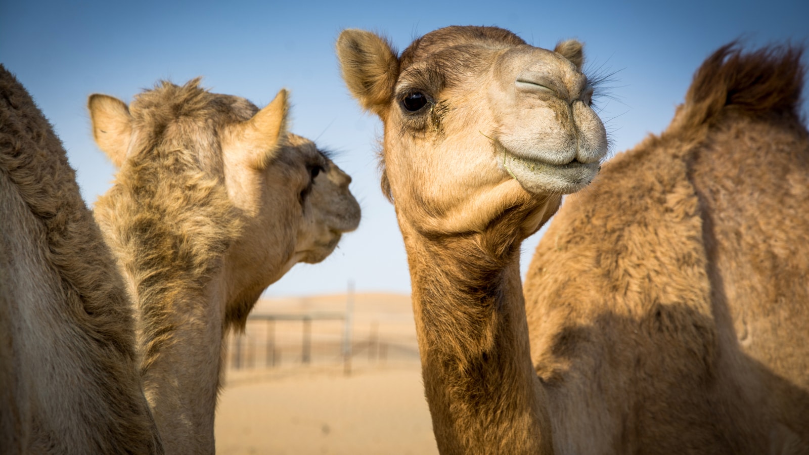 Why Camels Are Fed Salt In Desert? Here's The Science Behind An Ancient ...