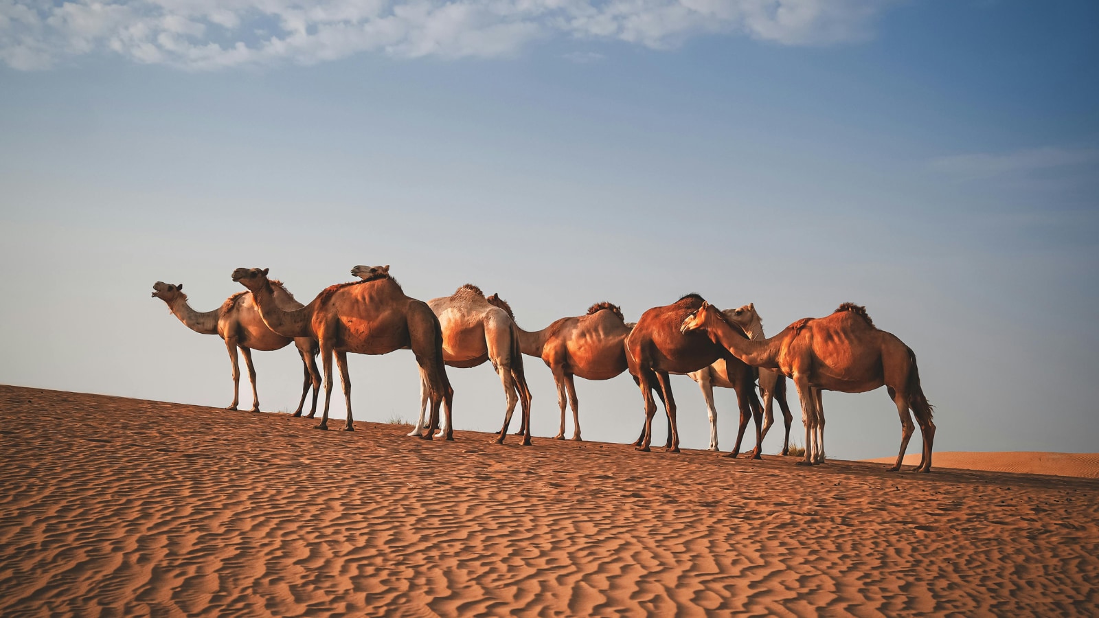 Why Camels Are Fed Salt In Desert? Here's The Science Behind An Ancient ...