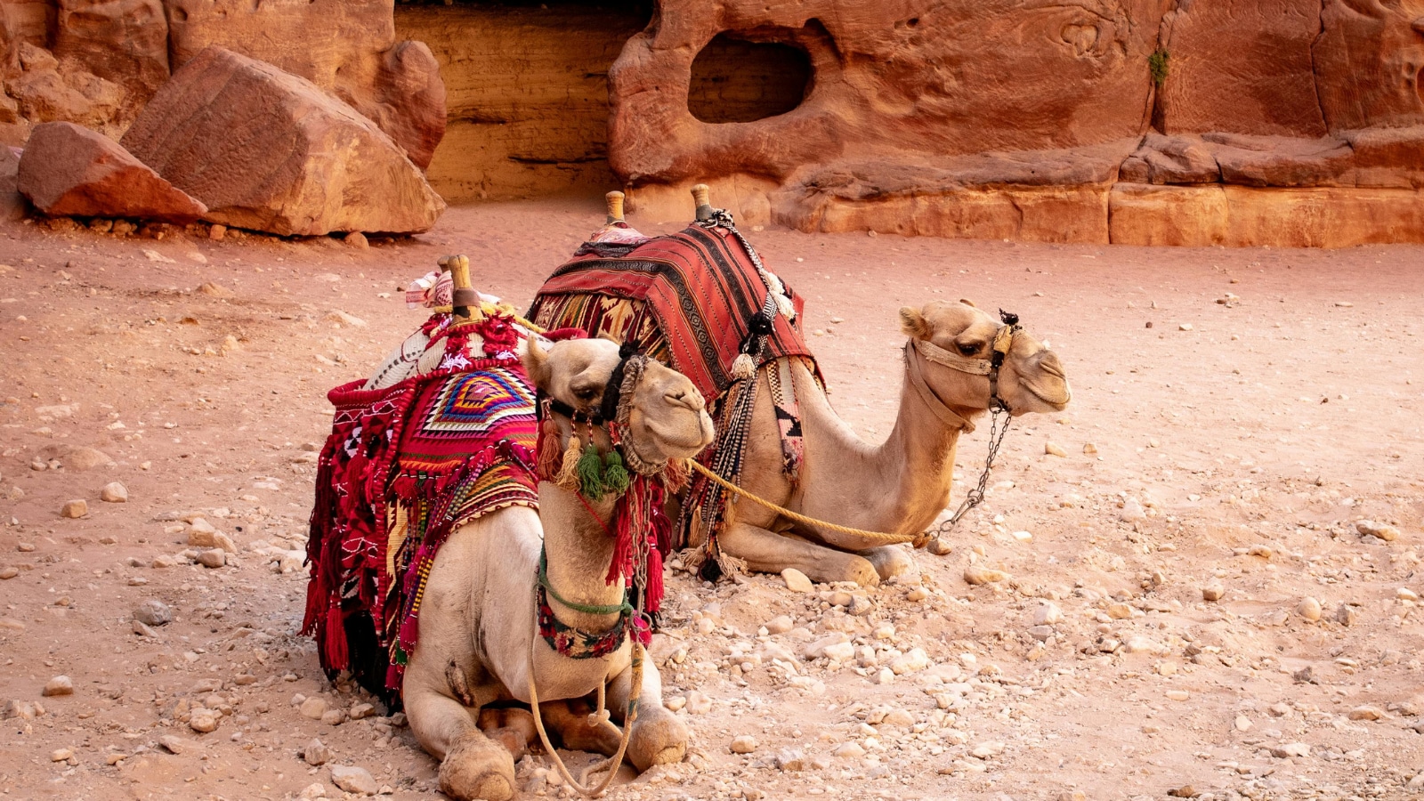 Why Camels Are Fed Salt In Desert? Here's The Science Behind An Ancient ...