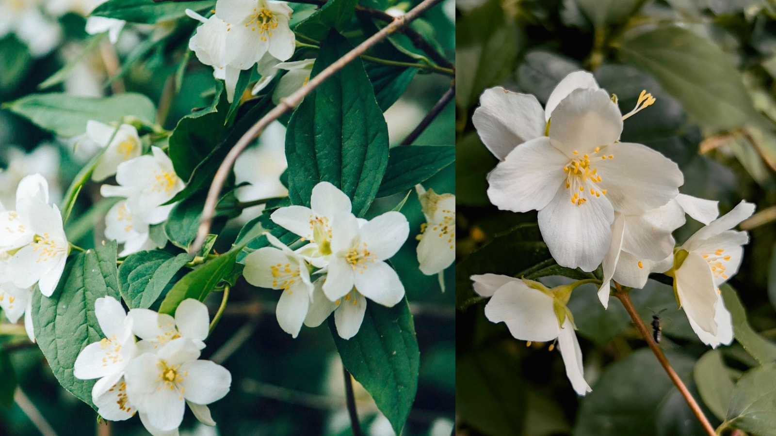 Give Your Garden A Monsoon Boost By Pruning These Plants This Month