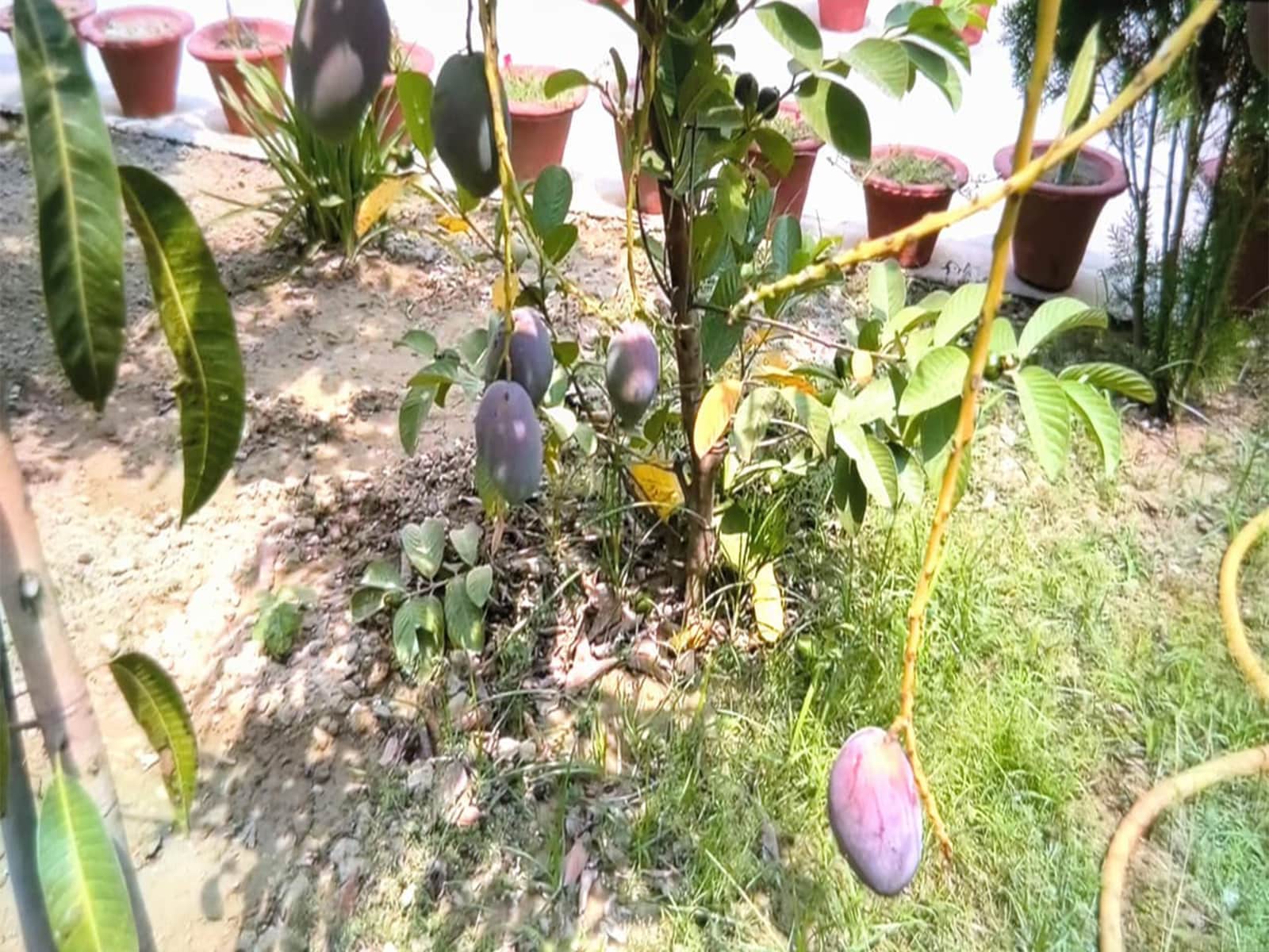 The Mango That Sells For Lakhs: Ayodhya Farmer Joins India's Growing ...