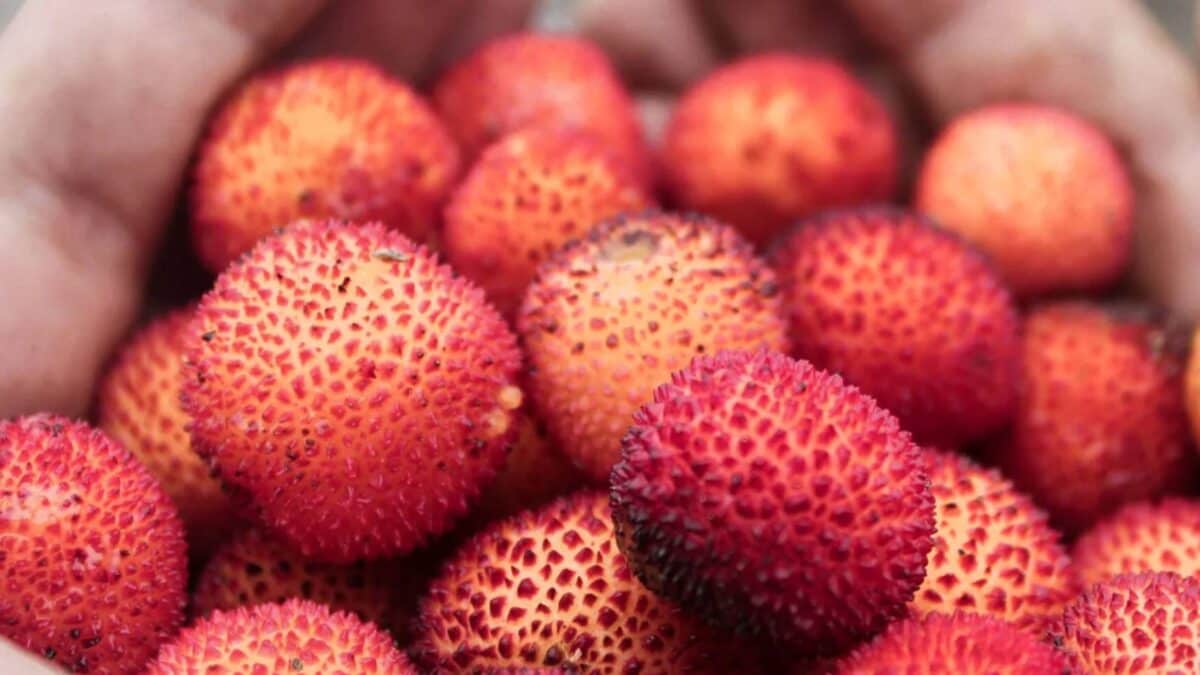 Sohphie To Sohiong: 10 Wild Fruits And Berries Native To Meghalaya