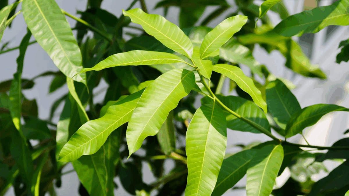 Mango Leaves Aren't Waste: Here's How To Use Them Around The House