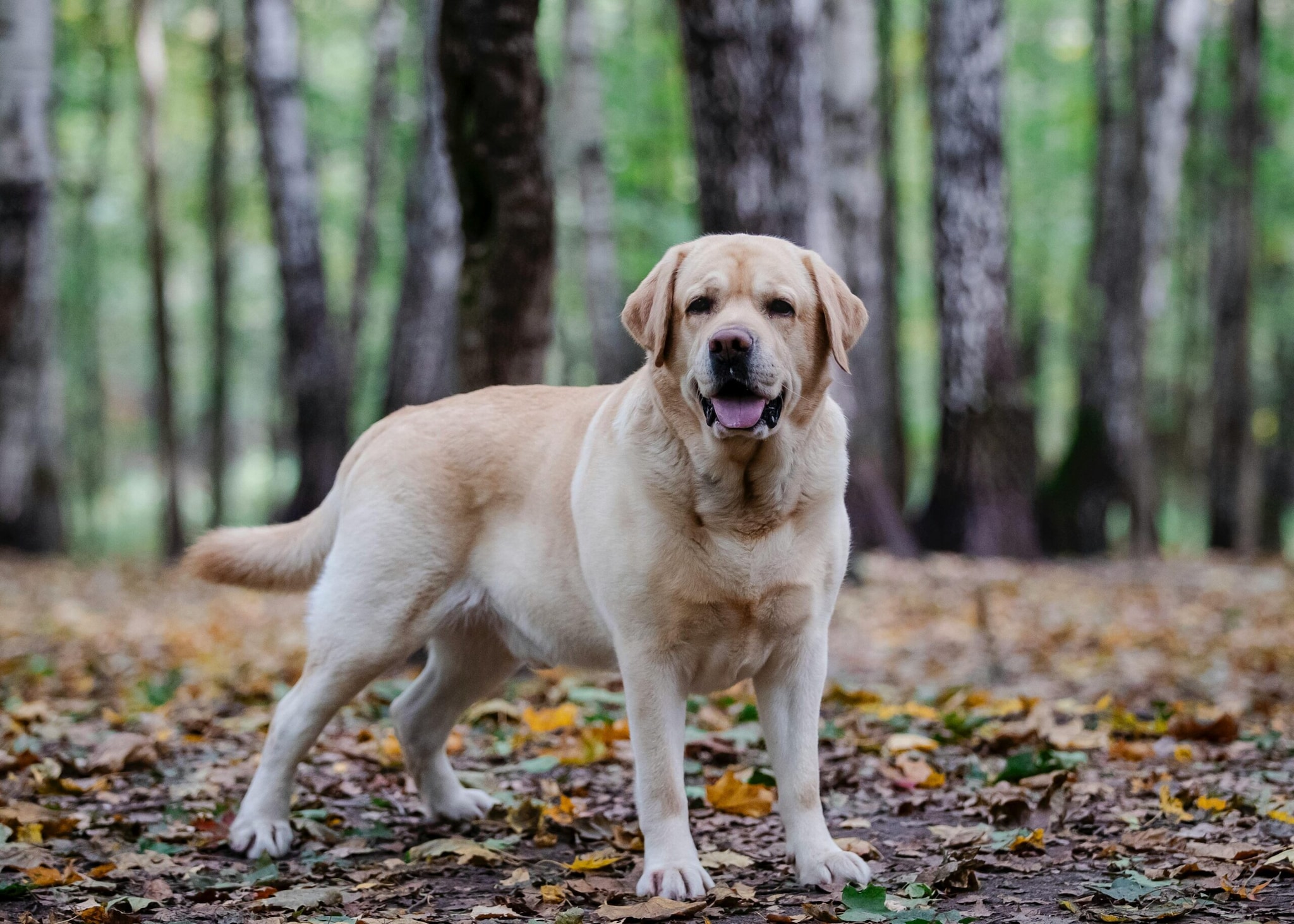 First-Time Dog Owner? These Breeds Are Known For Being Easy To Train