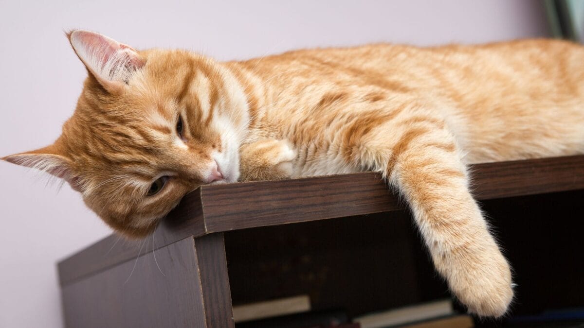 The Japanese Formula To Overcome Laziness: 7 Simple Techniques To Try