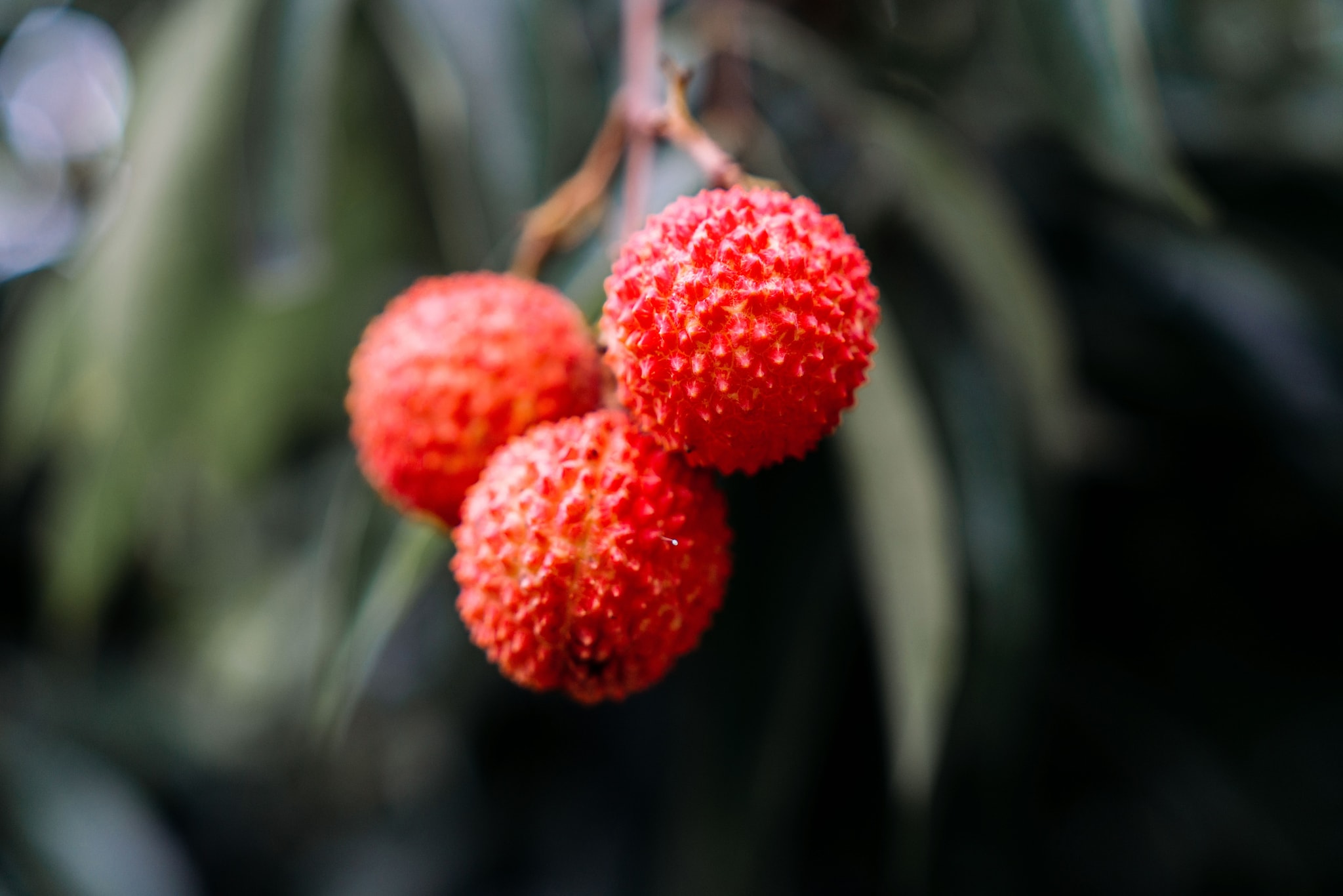 DYK Which Is The Most Expensive Litchi In India? It Costs…