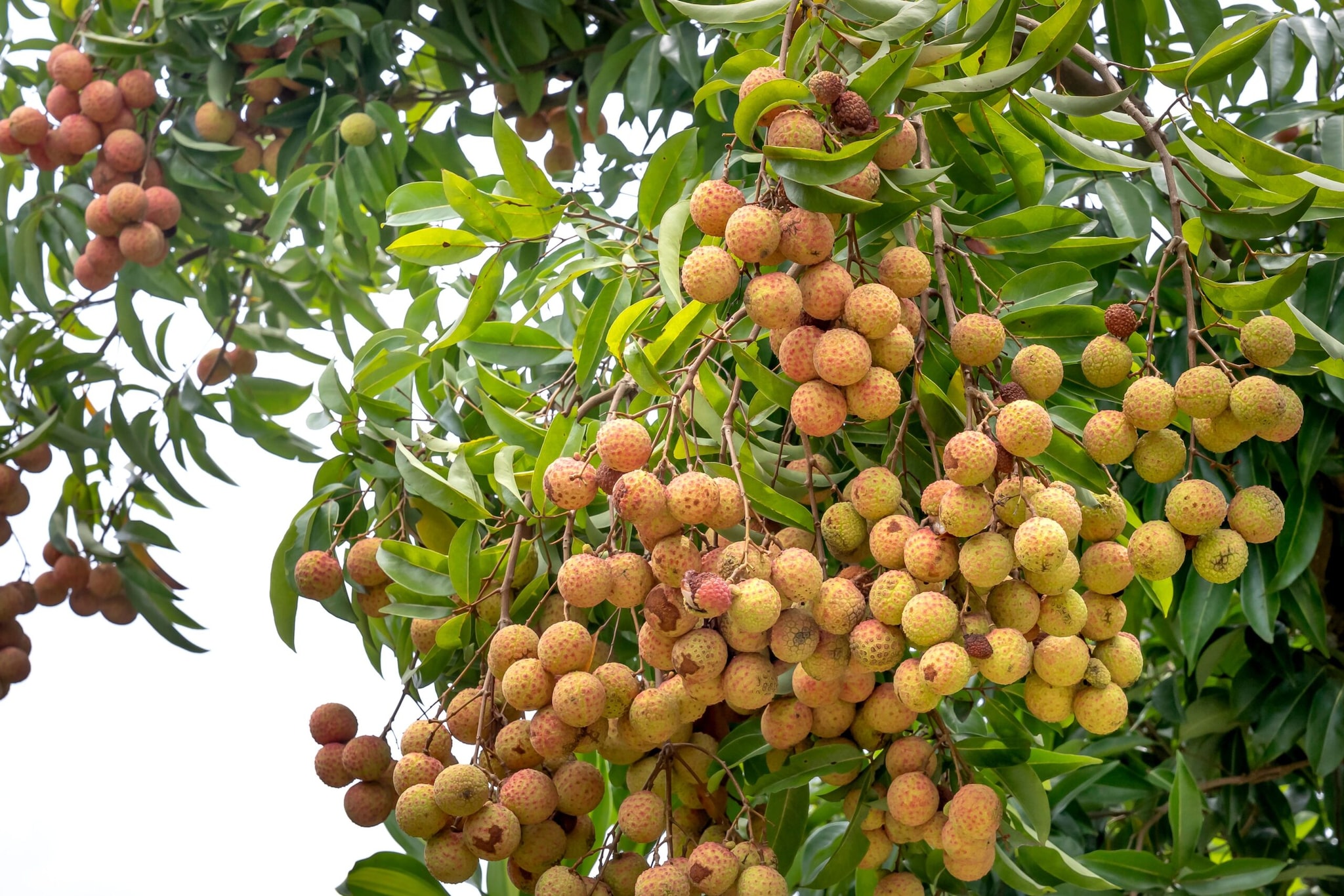 DYK Which Is The Most Expensive Litchi In India? It Costs…