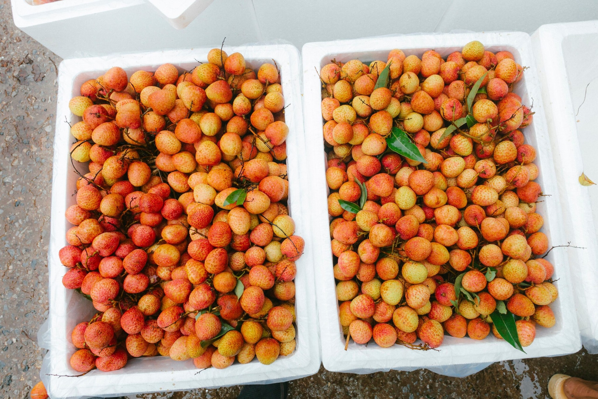 DYK Which Is The Most Expensive Litchi In India? It Costs…