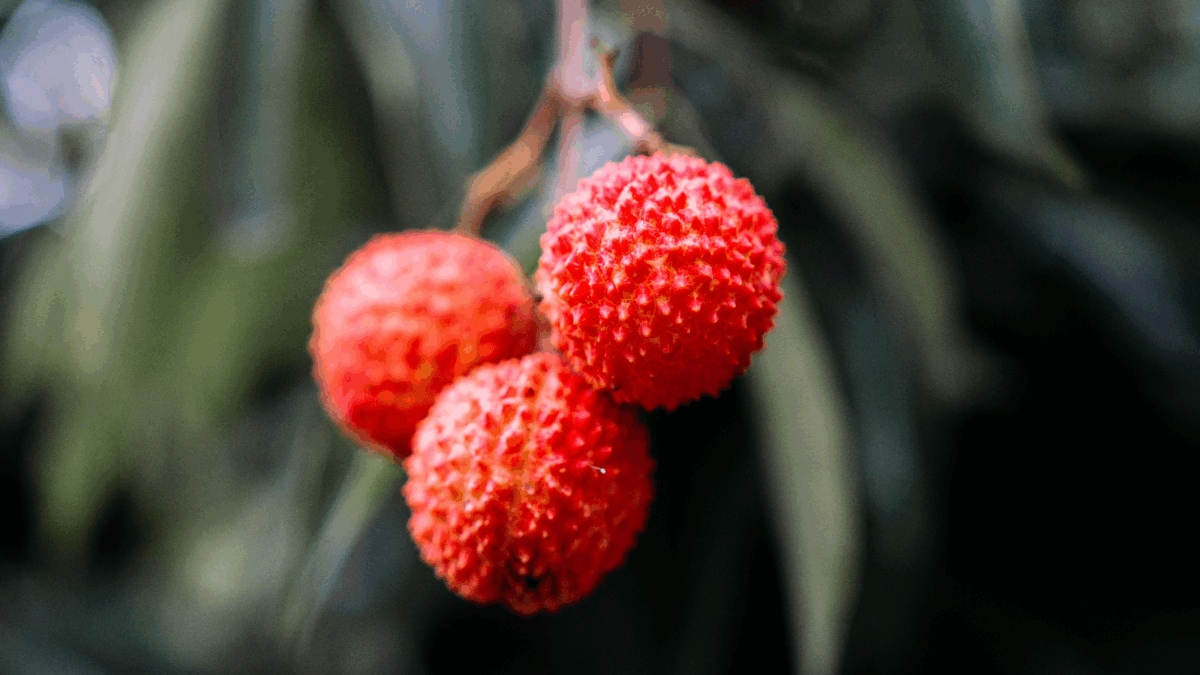 DYK Which Is The Most Expensive Litchi In India? It Costs…