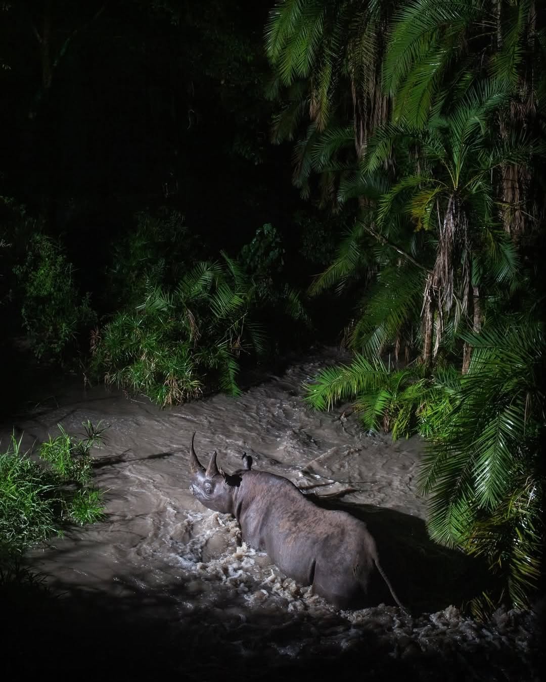 These Rare Photos Reveal What Happens In The Maasai Mara When No Humans ...