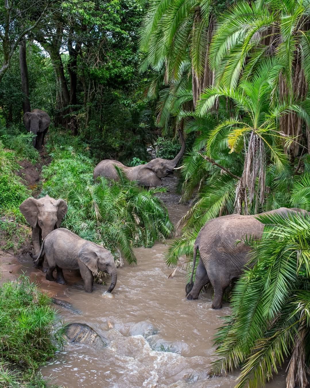 These Rare Photos Reveal What Happens In The Maasai Mara When No Humans ...