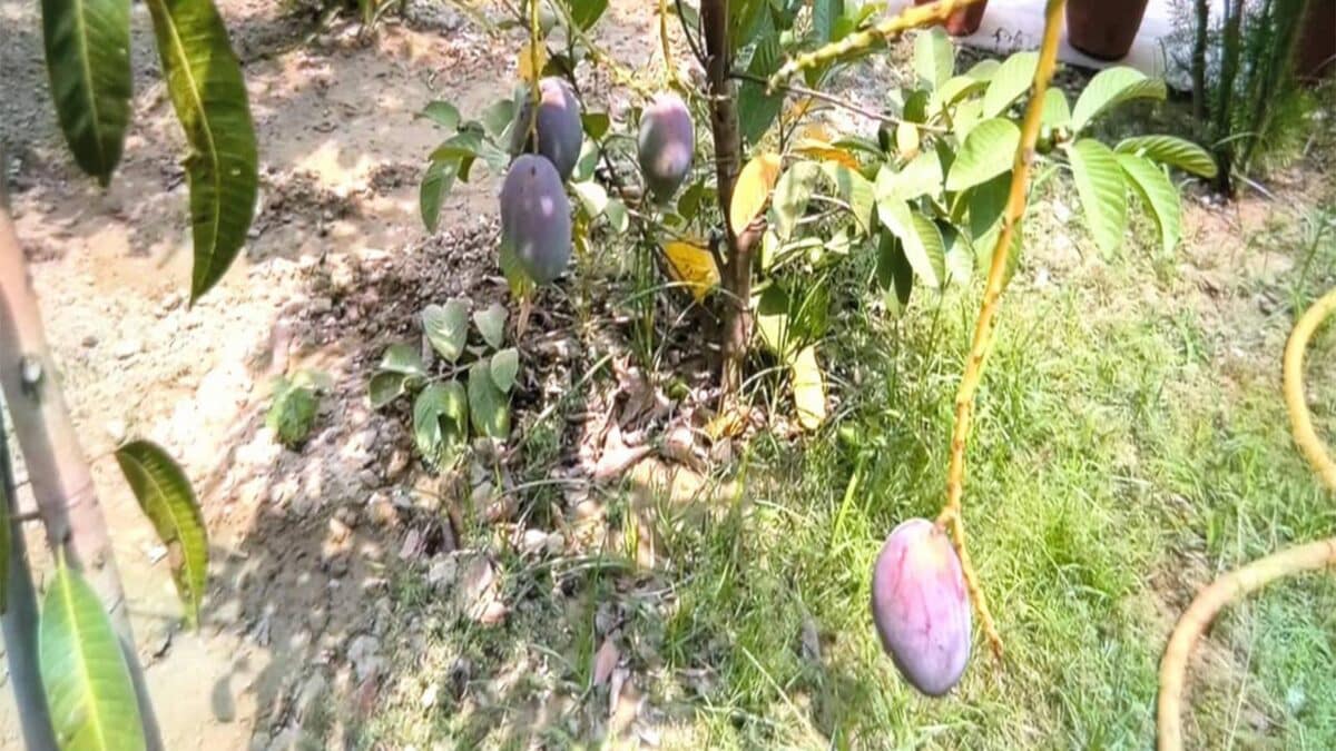 The Mango That Sells For Lakhs: Ayodhya Farmer Joins India's Growing ...