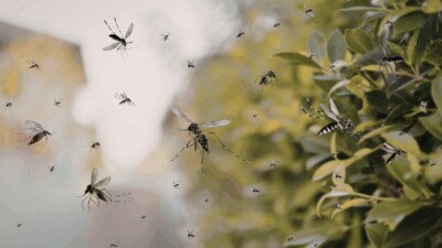 Google Plans To Release 64 Million Mosquitoes Infected With Wolbachia ...