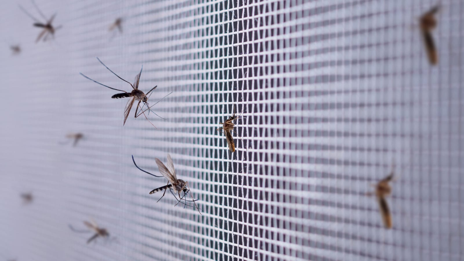 Google Plans To Release 64 Million Mosquitoes Infected With Wolbachia ...