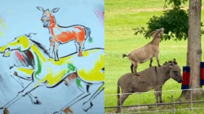 'Majnu Bhai Is The OG Artist': Viral Goat-On-A-Donkey Video Reminds ...