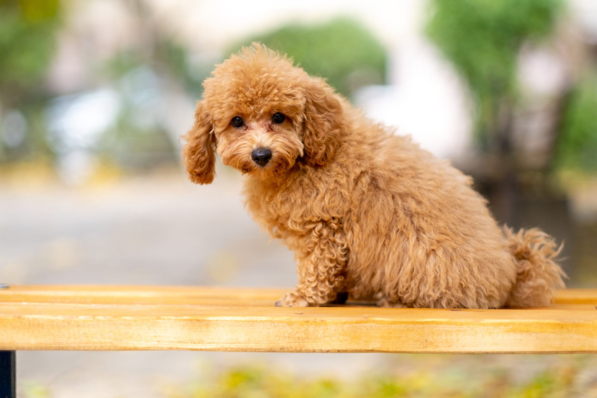 First-Time Dog Owner? These Breeds Are Known For Being Easy To Train
