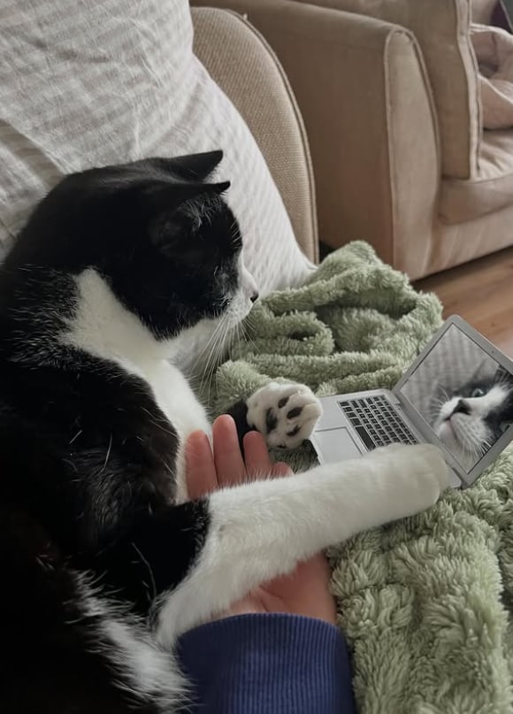Meet Billy, The ‘Psychic’ Cat Predicting FIFA World Cup Winners With ...