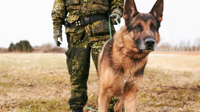 A Soldier Crossed The Border To Catch His Dog; Days Later, Two ...