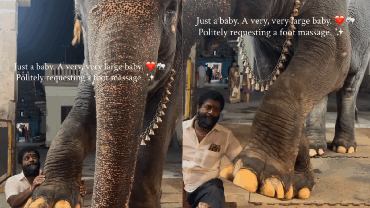 Baby Elephant Politely Asks For Foot Massage From Caretaker, Internet ...