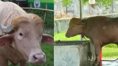 Bangladesh's Viral 'Donald Trump' Buffalo Steals The Spotlight At ...