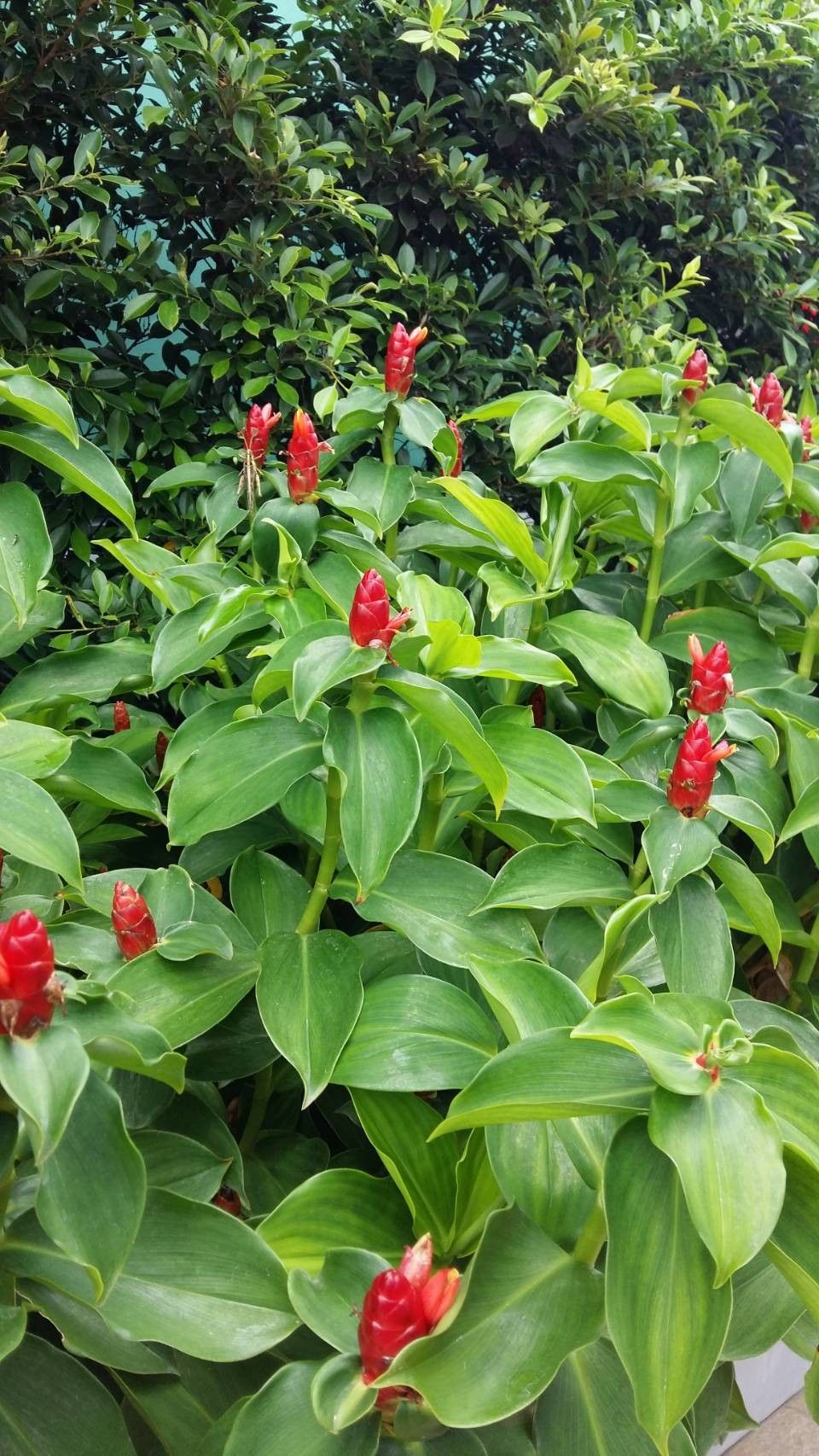 Why Is This 'Miracle Plant' Popular Among People With Diabetes?