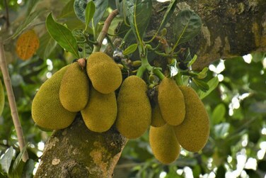 Jackfruit News: Latest Jackfruit News and Updates at News18