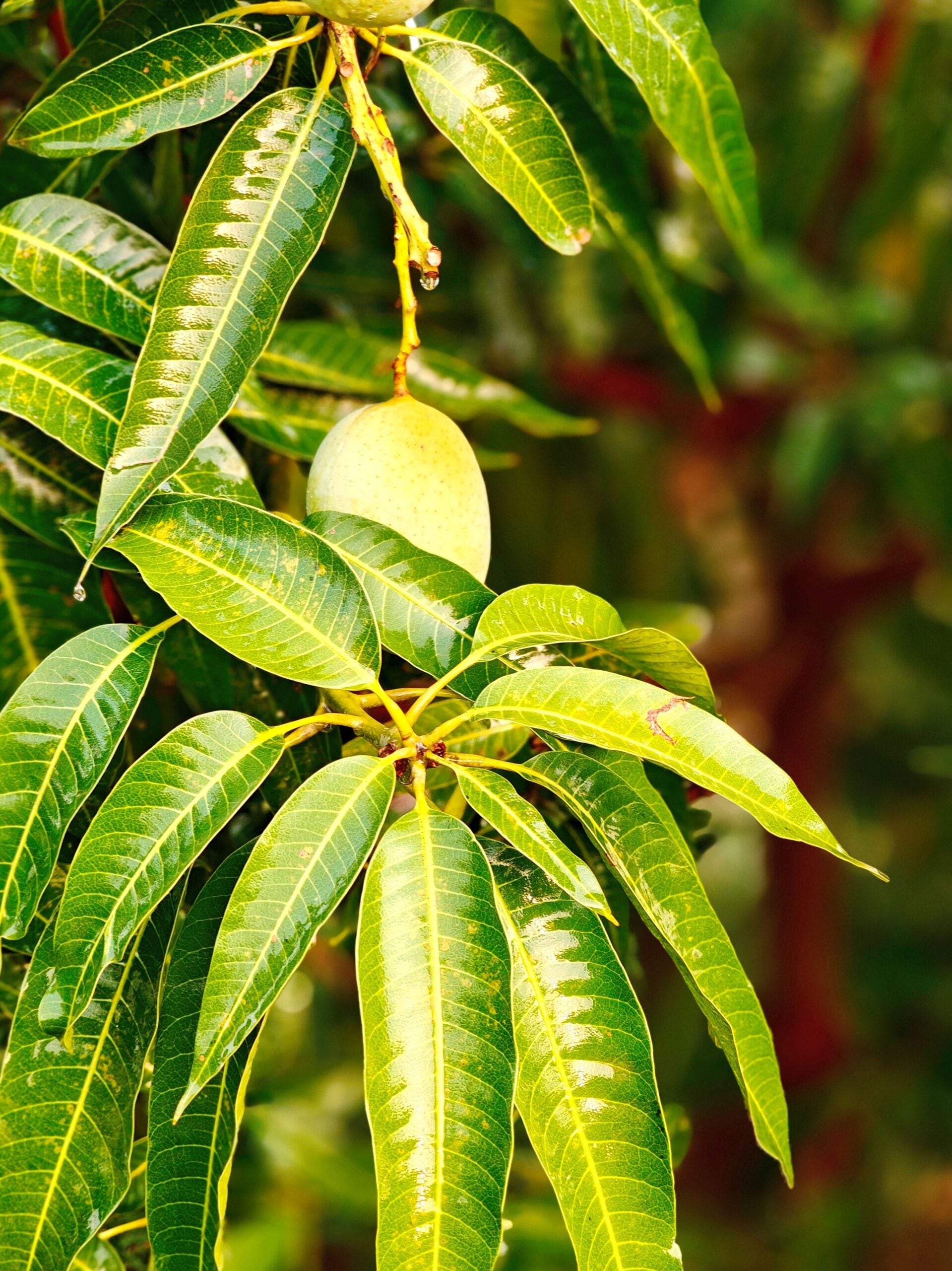 Why Mango Leaves Are Auspicious in Indian Festivals and Rituals