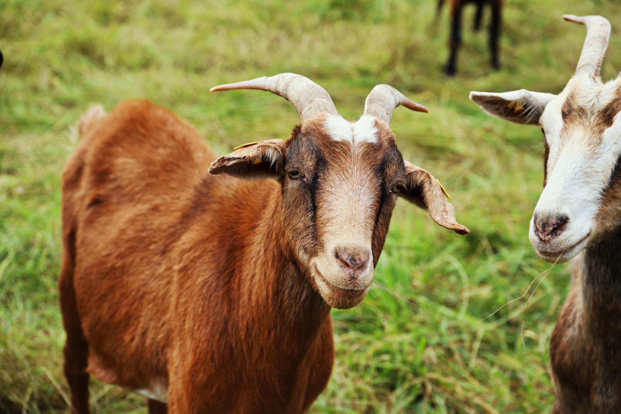 Goat Milk Vs Cow Milk: Which Is Easier To Digest?