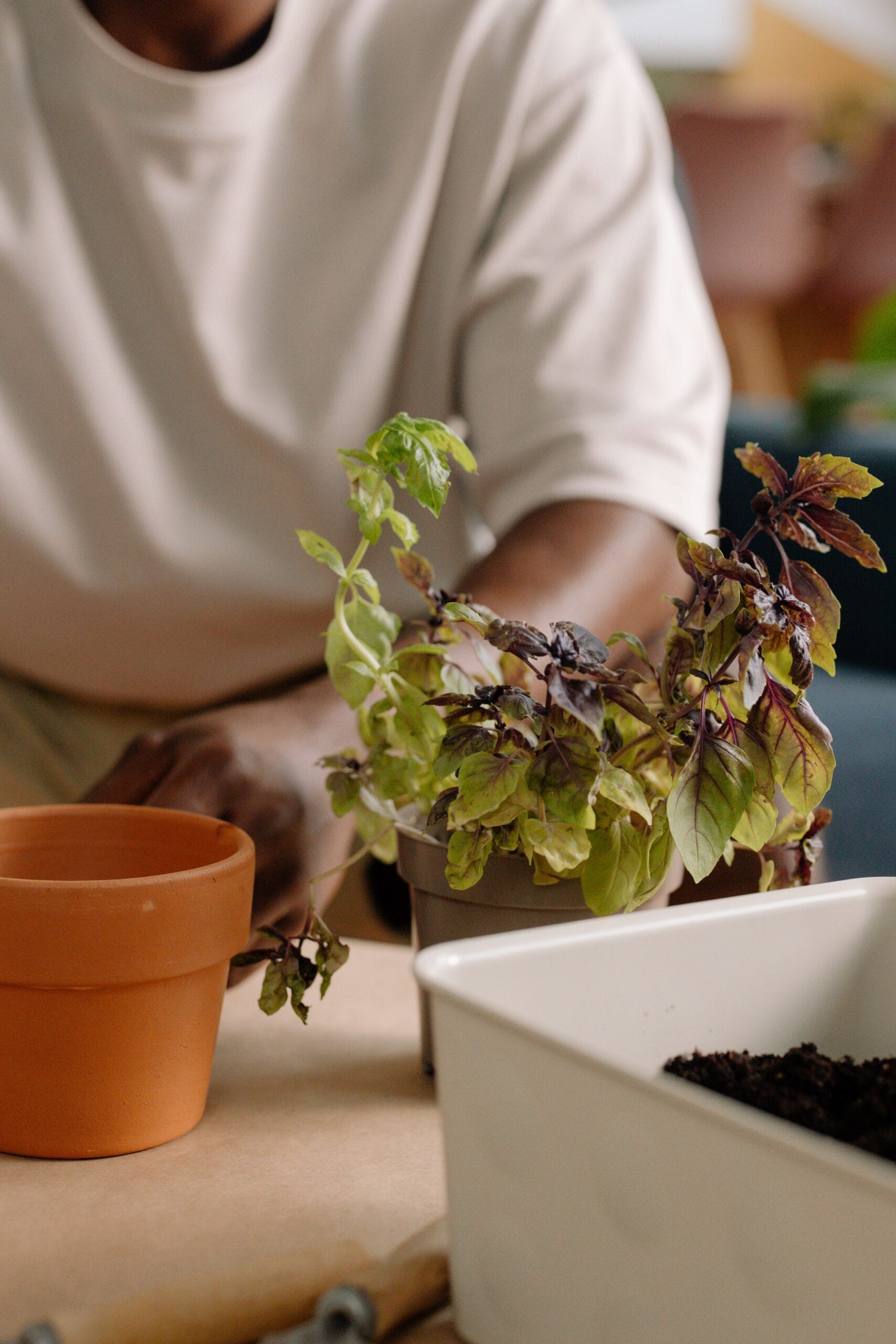 5 Things Every Plant Parent Should Do Before Heavy Rains Begin