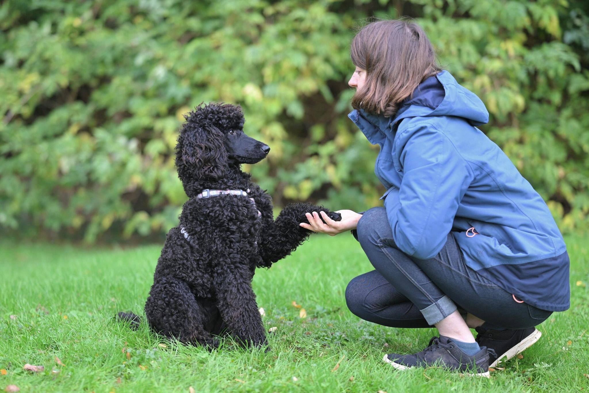 First-Time Dog Owner? These Breeds Are Known For Being Easy To Train