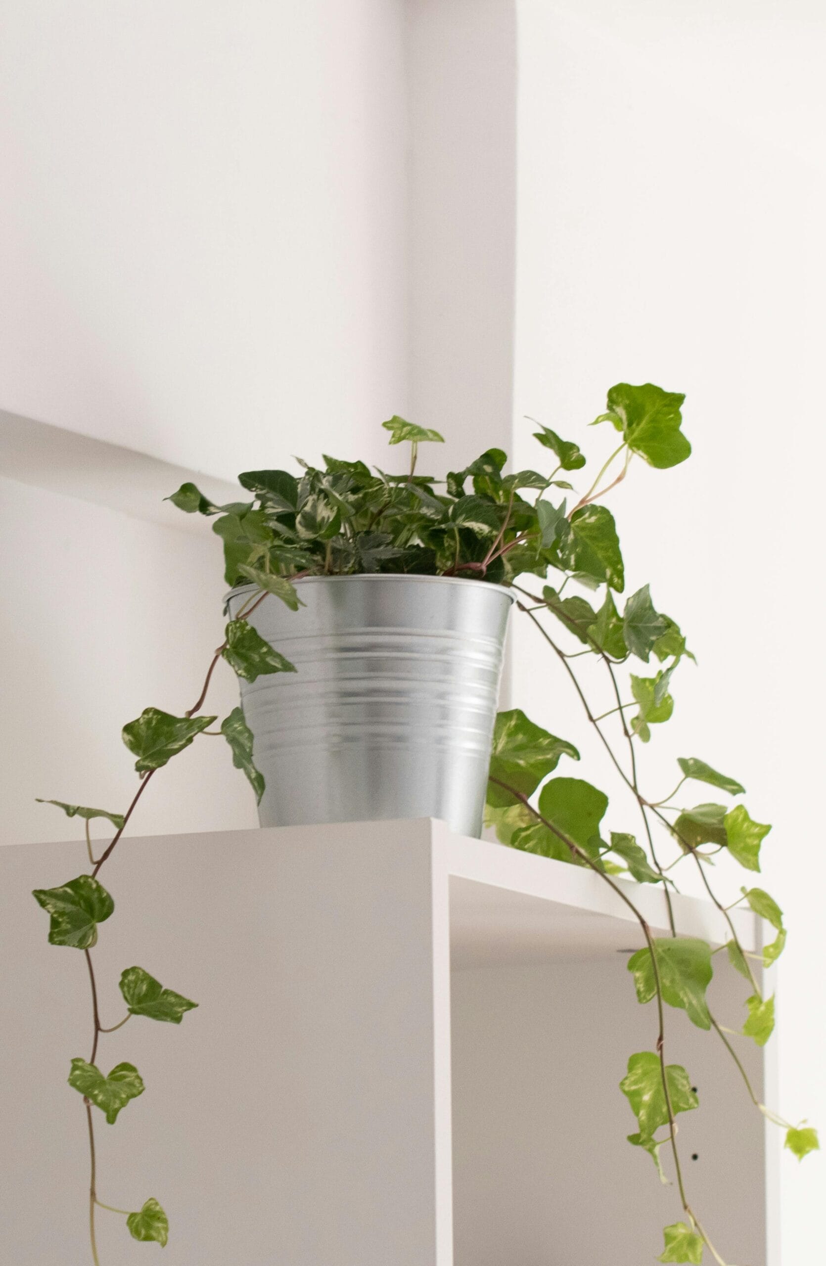 Feeling Pessimistic At Office? Keep These 8 Plants In Your Desk