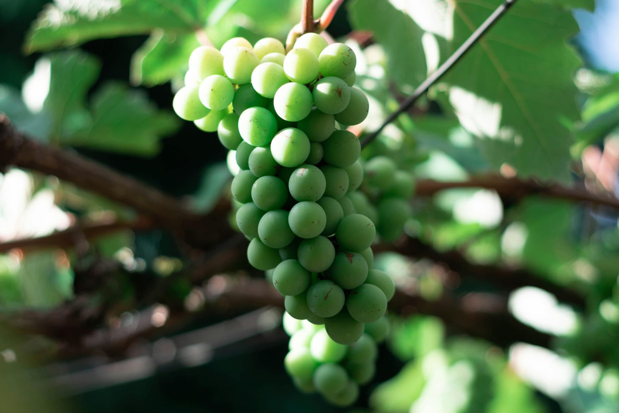 Snacking On This Fruit Can Give You Glowing Skin, Protect Skin From Sun ...