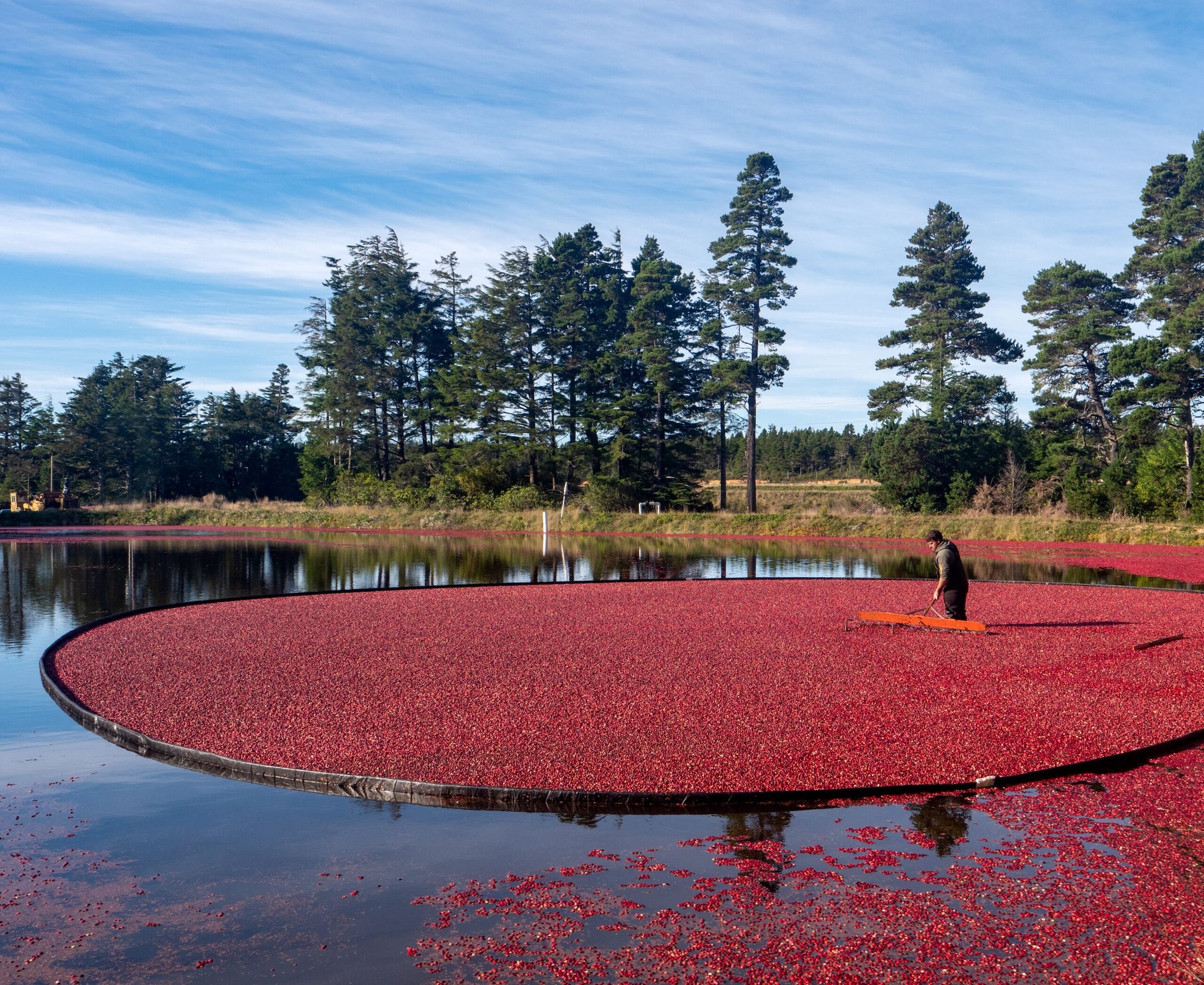 Can Cranberries Help With Digestive Issues? A Gastroenterologist Weighs In