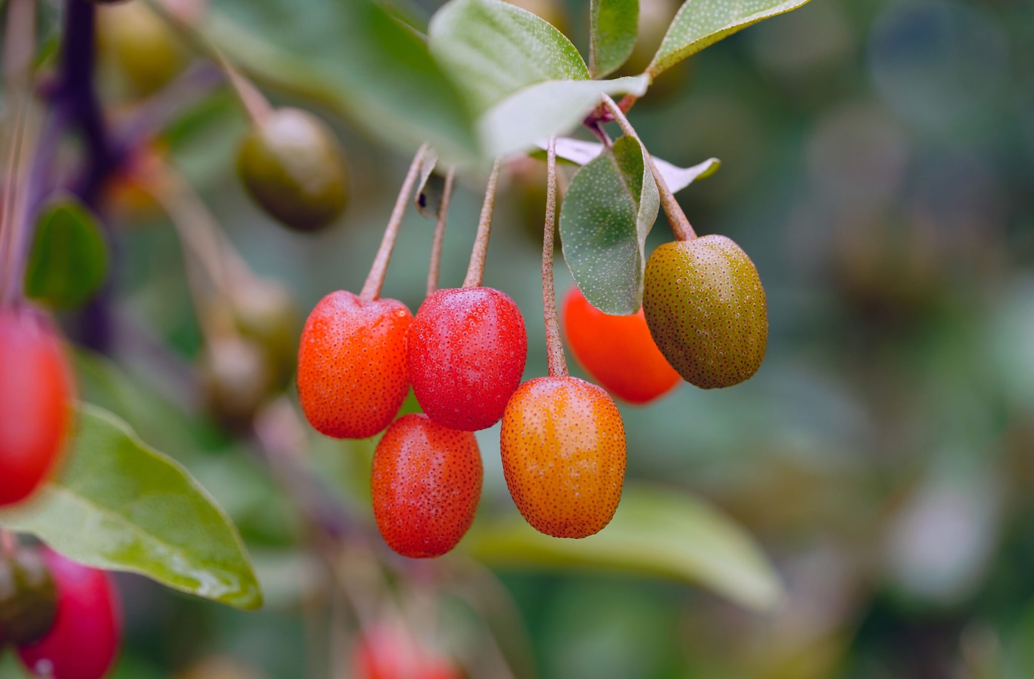 Sohphie To Sohiong: 10 Wild Fruits And Berries Native To Meghalaya