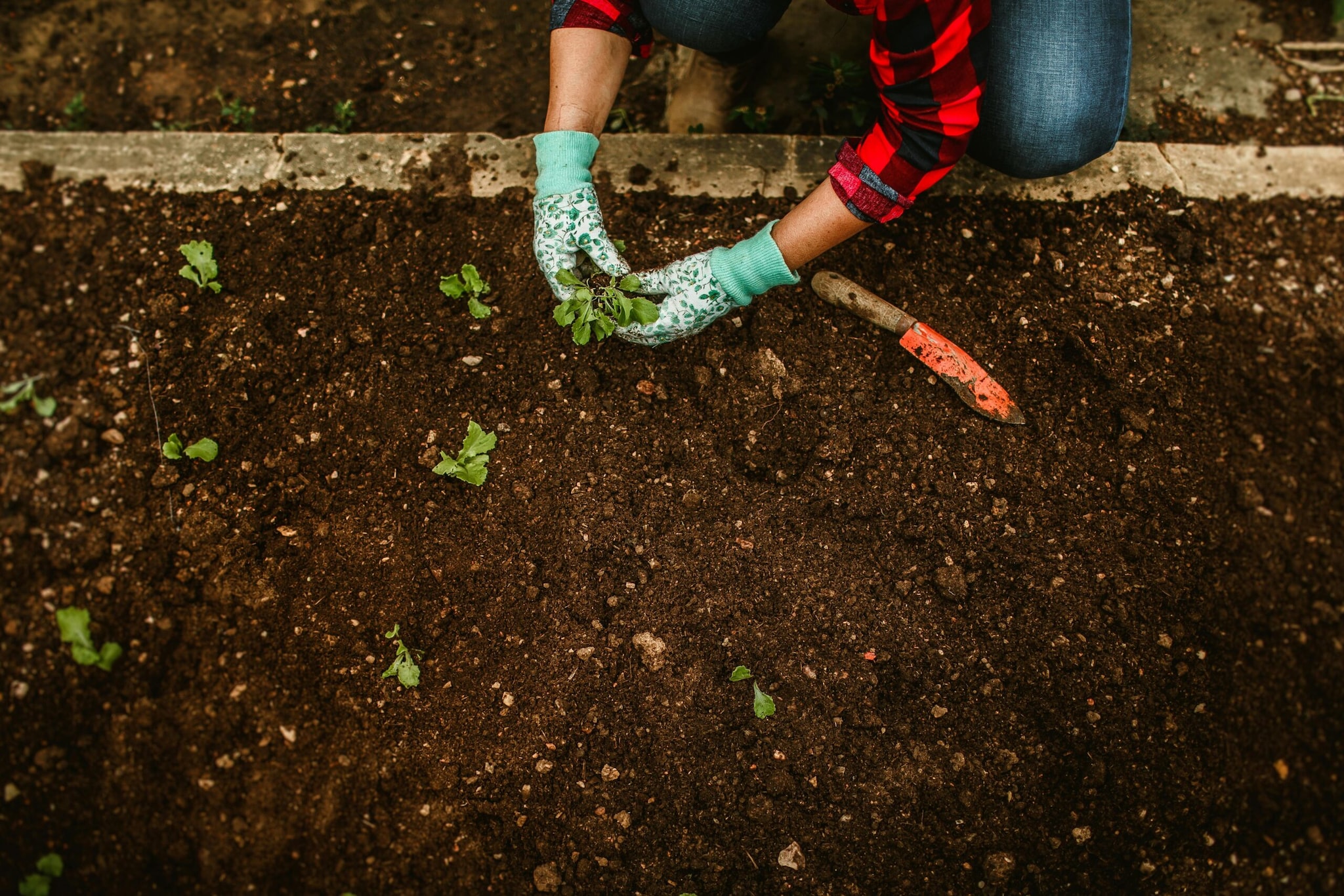 10 Simple Steps To Start Organic Gardening At Home