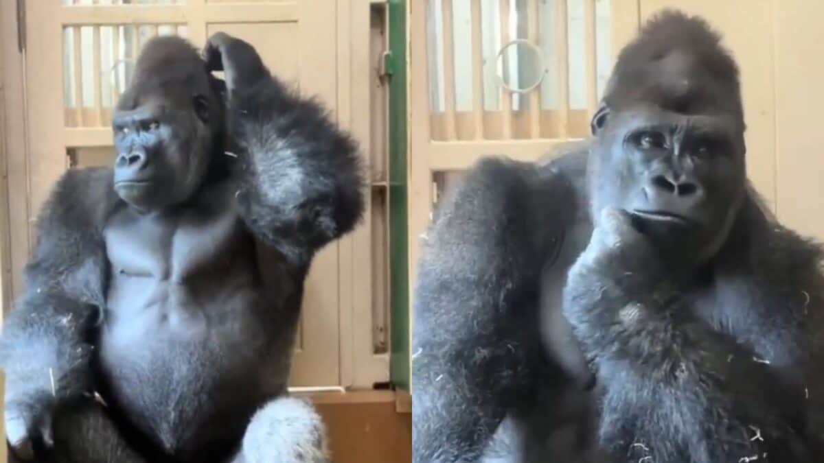 'Bro Hit The Four Poses of Regret': Heartbroken Gorilla Has Become The ...