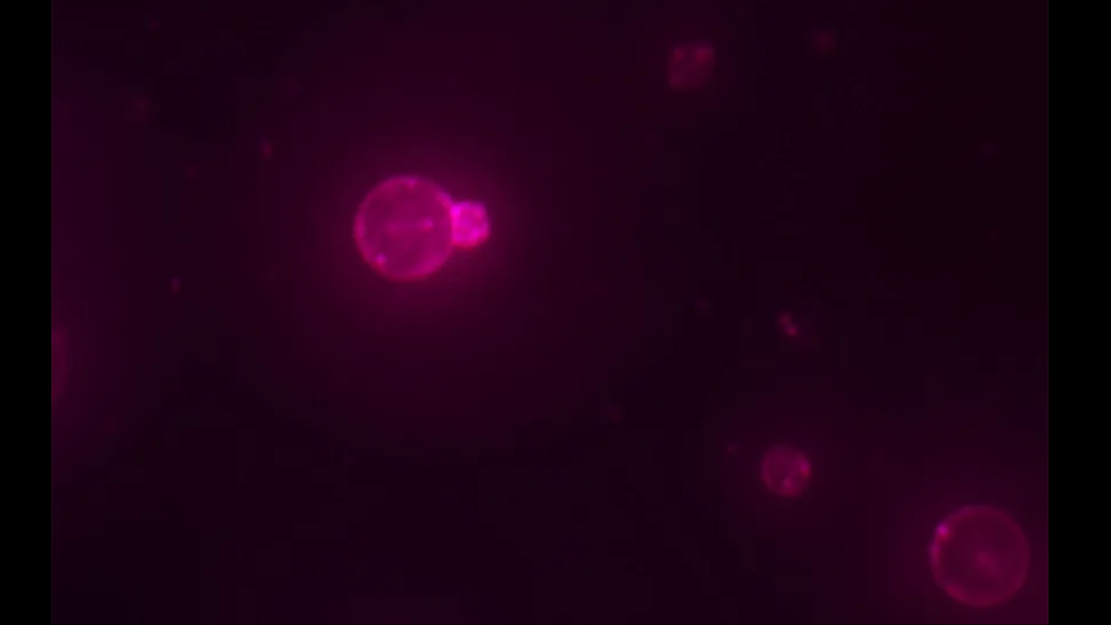 Scientists Create First-Ever Synthetic Cell From Scratch That Can Live ...