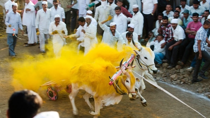 बैलगाडा शर्यतीवर बंदी कायम